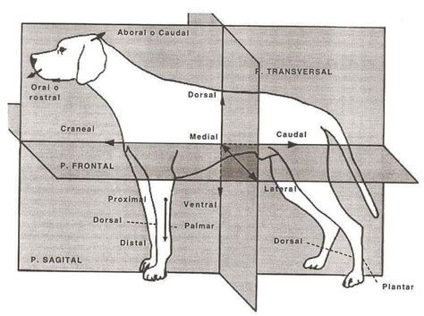 Anatomía Veterinaria Cuerpo De Un Perro Con Sus Partes Etiquetadas