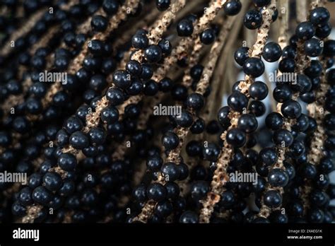 Acai Berry Fruit Bunch Close Up In The Amazon Rainforest Brazil During