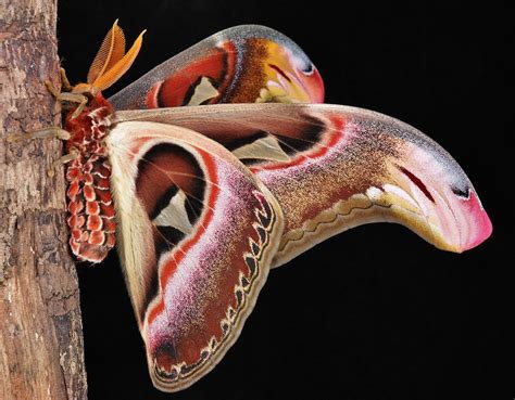 Male Atlas Moth Attacus Atlastaprobanis Saturniidae Flickr