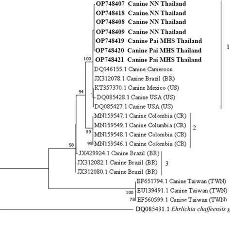 a maximum likelihood phylogenetic tree relationship of e canis trp36