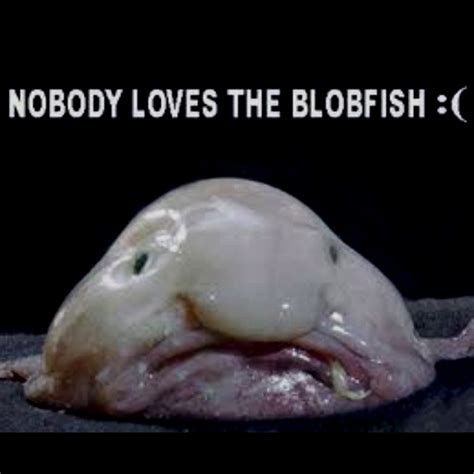 1000 Images About The Blobfish Nobody Likes Me On Pinterest 1000 Images About The Blobfish Nobody Likes Me On Pinterest