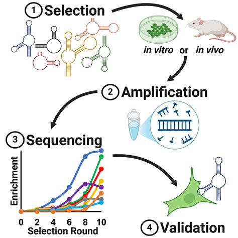 Methods For Cell And Tissue Specific Dna Aptamer Selection Molecular Therapy Methods