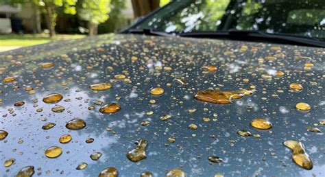 How To Remove Tree Sap Off Your Car Motor Hills How To Remove Tree Sap Off Your Car Motor Hills