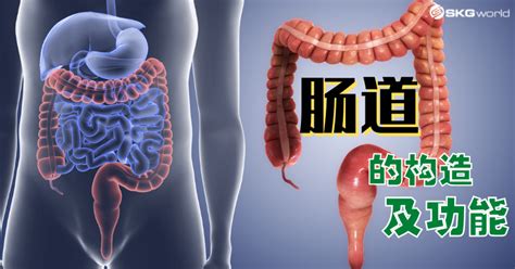肠道的构造及功能 Skg World