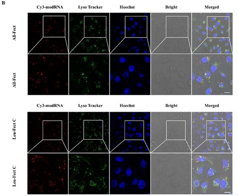 Cellular Uptake Route And Intracellular Localization Of Modrna Polymer Download Scientific