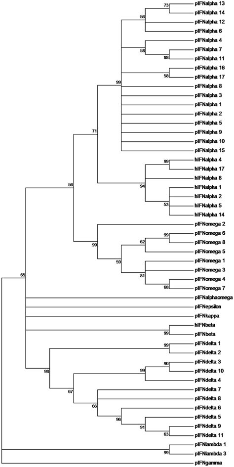 Phylogenic Relationship Of Porcine Interferons Poifns And Some Human Download Scientific