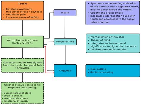 Putative Neuromodulatory Effects Of Touch From An Interoceptive And Download Scientific Diagram