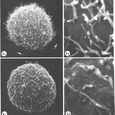 Figuri~ 4 Scanning Electron Micrographs Of Edta Dissociated Cells A