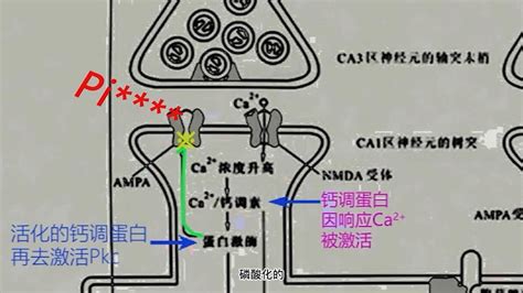 长时程增强ltp的生理机制 哔哩哔哩