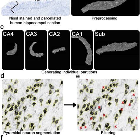 cellpose deep learning pipeline applied to hippocampal pyramidal