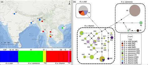 a bayesian analysis of population structure baps of eld s deer