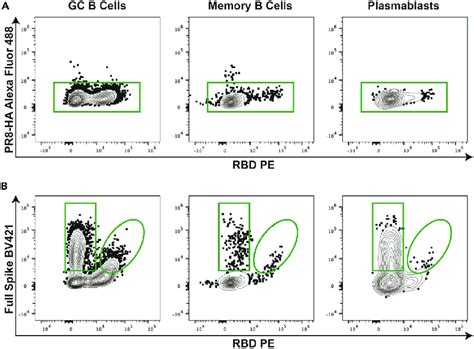 Antigen Specific B Cell Gating Strategy Following The Gating Strategy