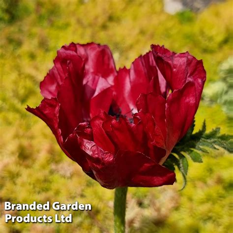 Poppy Red Rumble