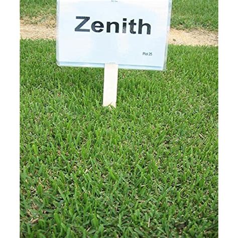 Zenith Zoysia Vs Emerald Zoysia Chuxay Garden Emerald Zoysia Seeds