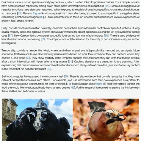 Two Corvid Species Commonly Used In Comparative Cognition Research A