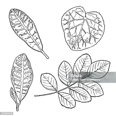 꽃 무늬 요소 나뭇가지와 잎 국내 녹지 잔디 가정 식물 가지의 집합입니다 벡터 0명에 대한 스톡 벡터 아트 및 기타 이미지 0명 가득 찬 가을 Istock