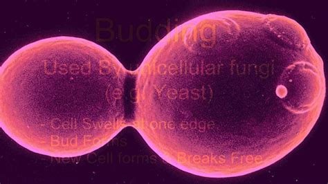 Fungi Reproduction Fungal Asexual Reproduction Algor Cards