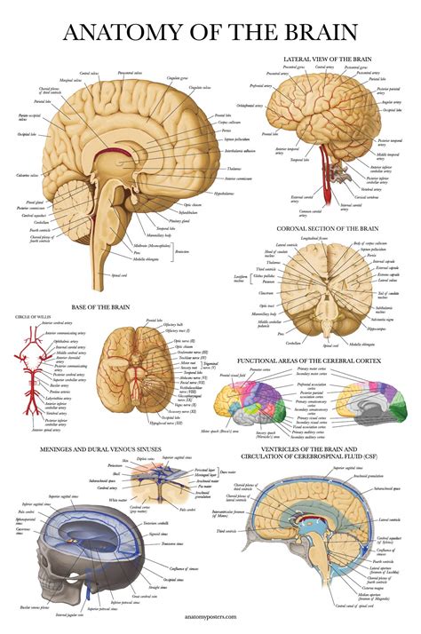 Parts Of The Brain Diagram