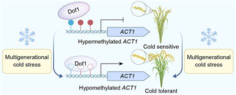 肖军研究组揭示温度决定植物细胞发育命运的表观调控新机制中国科学院遗传与发育生物学研究所