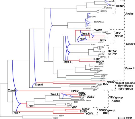 amino acid maximum likelihood network consensus phylogeny dendroscope