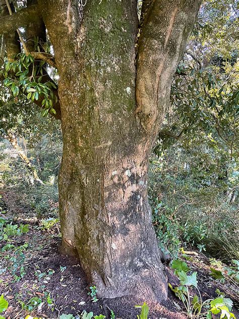 Selectree A Tree Selection Guide