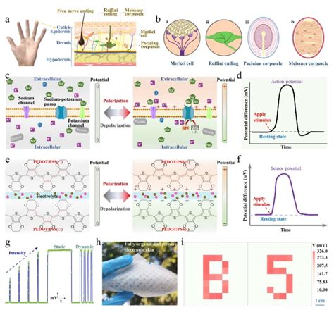 Professor Wu Dongxiaos Team Makes New Progress In Bioinspired Tactile Sensor Sichuan University