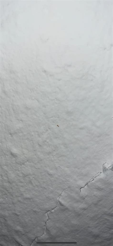 Is It A Bed Bug Nymph R Whatisthisbug