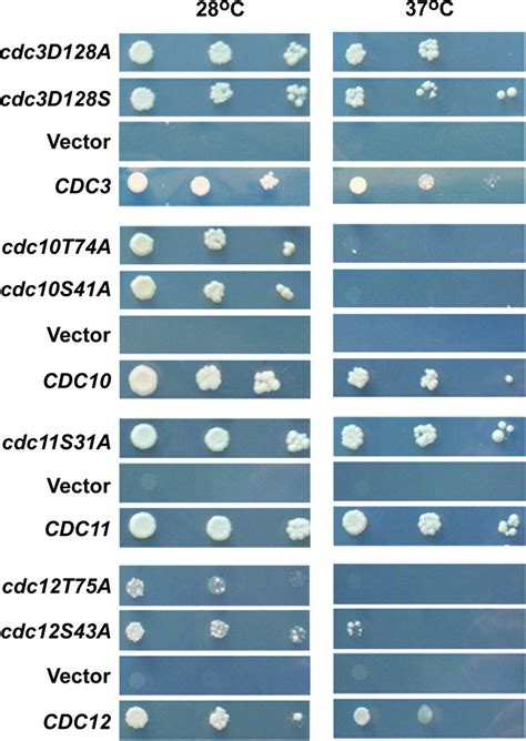 Yeast Complementation Assay Role Of Active Site Residues In Vivo