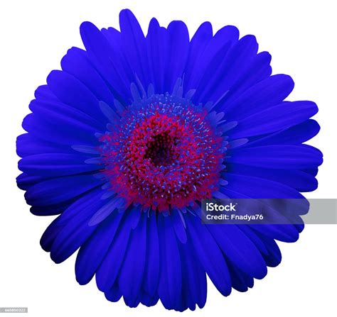 블루 Gerbera 꽃 화이트 고립 클리핑 경로와 배경 근접 촬영입니다 아니 그림자입니다 위한 디자인 자연입니다 거베라데이지에 대한 스톡 사진 및 기타 이미지 Istock