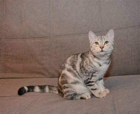 Cats Homepage Pet Care Information Resources Supplies