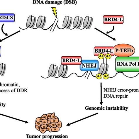Structure Of Brd4 Isoforms A Brd4 Long Isoform Brd4 L Is A Protein