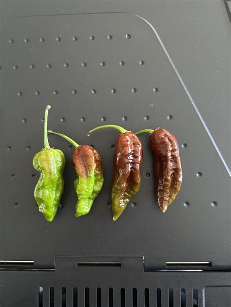 Beautiful Ghost Pepper Gradient Rhotpeppers