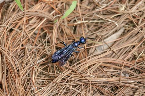 Ant Bug Insect Pine Needles Free Image From