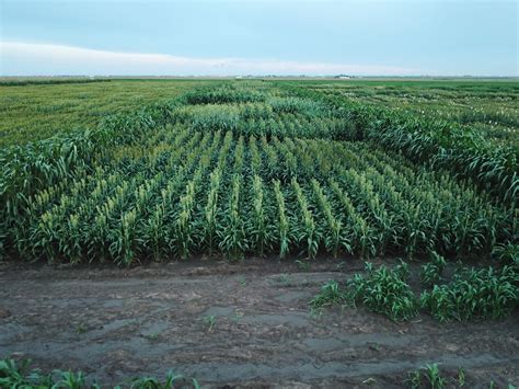 Gw 🌱🌾 Introducing The Future Of Forage Sorghum 19040 🌾🌱 Attention