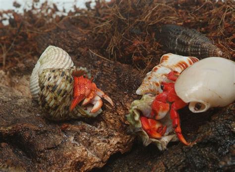 소라게 키우기 먹이 탈피 수명 바닥재 특징 알려드려요~ 네이버 블로그