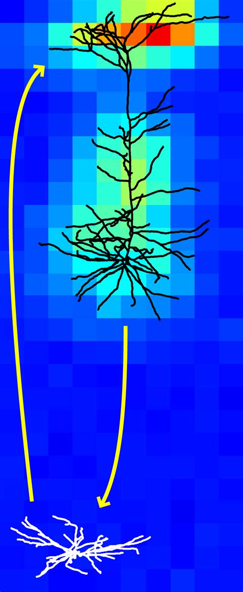 New Neural Connections Between Thalamus And Cortex News Center
