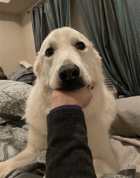 How Can You Resist This Face Oc R Aww