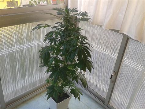 Semillas De Marihuana Aprende A Escoger La Semilla Perfecta Curagiu