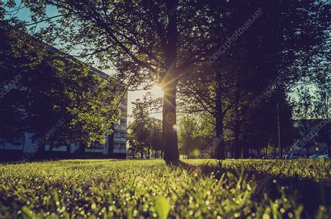 Grass And Trees In Sunlight Stock Image F013 1029 Science Photo Library