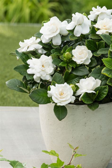 Gardenia Fleurexcel Inc