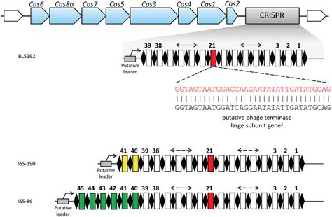 Organization Of The Crispr Cas Locus In Contig 1 Download Scientific Diagram
