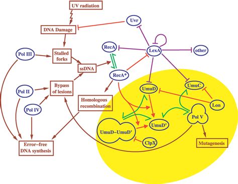 Schematic Representation Of The Sos Network In E Coli Including Download Scientific Diagram