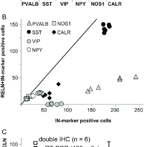 Detection Of Reln And In Marker Co Localization By Double Download Detection Of Reln And In Marker Co Localization By Double Download