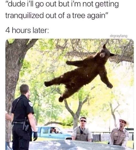 Discover More Like Bears Bro Not Again And Related Content Scrolller