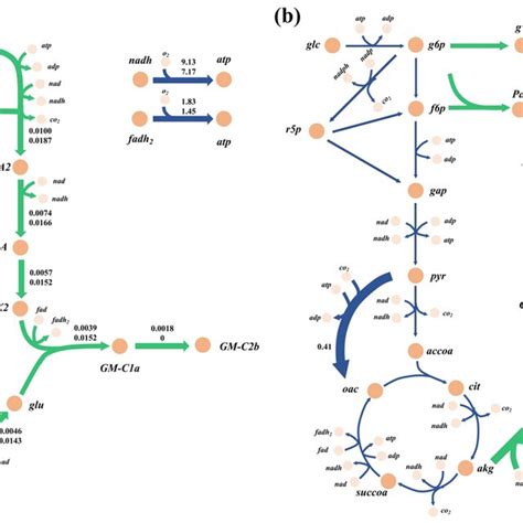 Schematic Representation And Confirmation Of Recombination Strains A