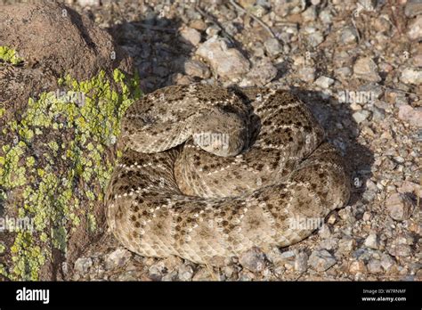 Western Diamondback Rattlesnake Crotalus Atrox Sonoran Desert Mesa