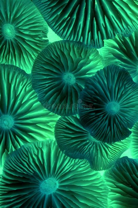 Inverted Caps Of Wild Mushrooms Of Green Color Abstract Macro