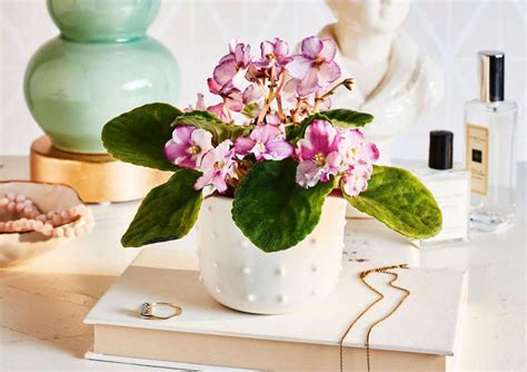 Indoor Potted Flowers