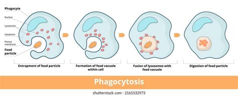 Fagocitosis Más De 11 Mil Ilustraciones Y Dibujos De Stock Con