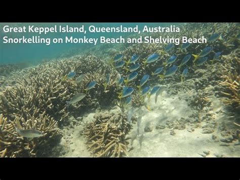 Great Keppel Island Snorkelling At Shelving Beach And Monkey Beach